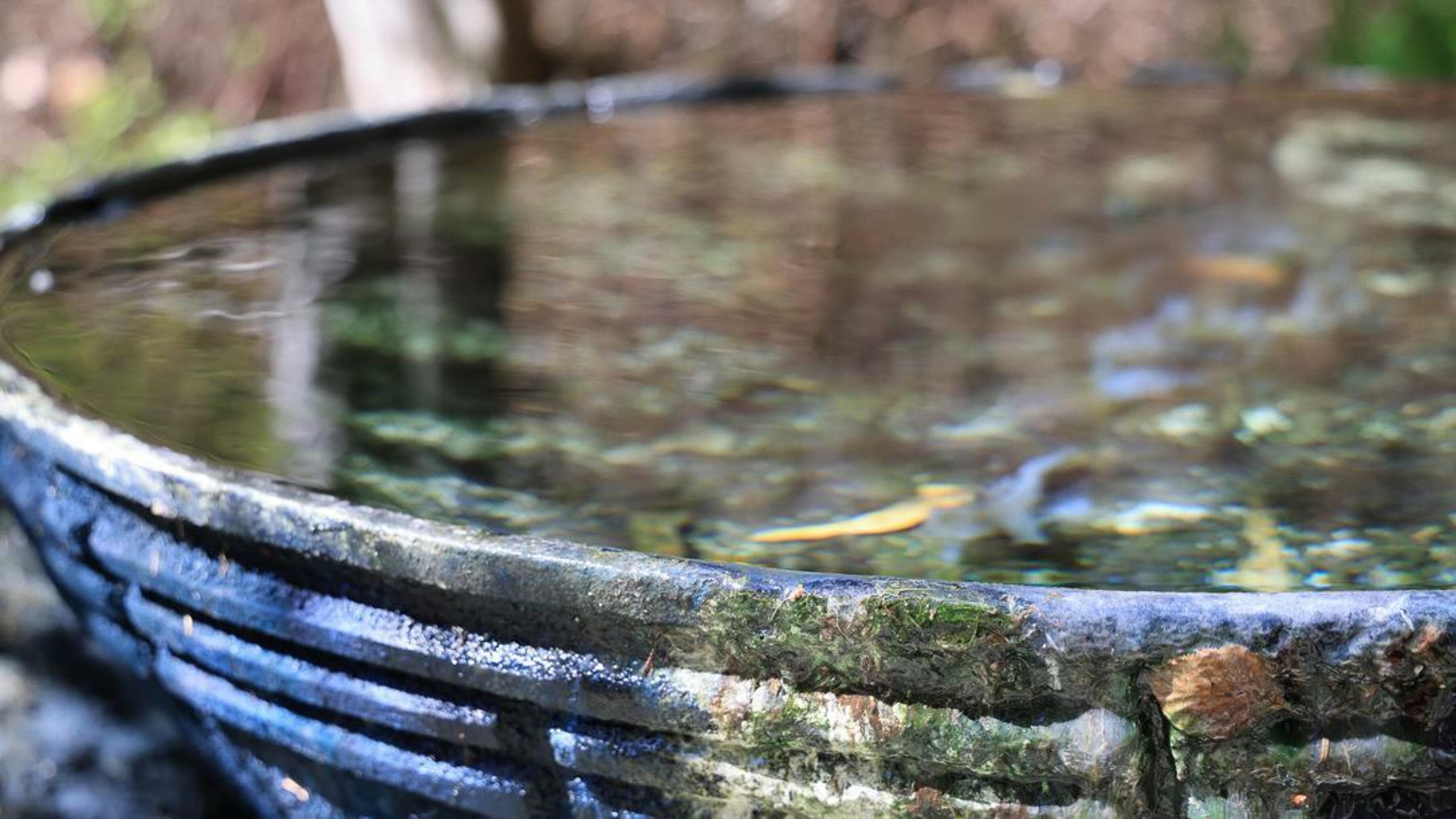 7th Annual Religion & Ecology Summit | CIIS